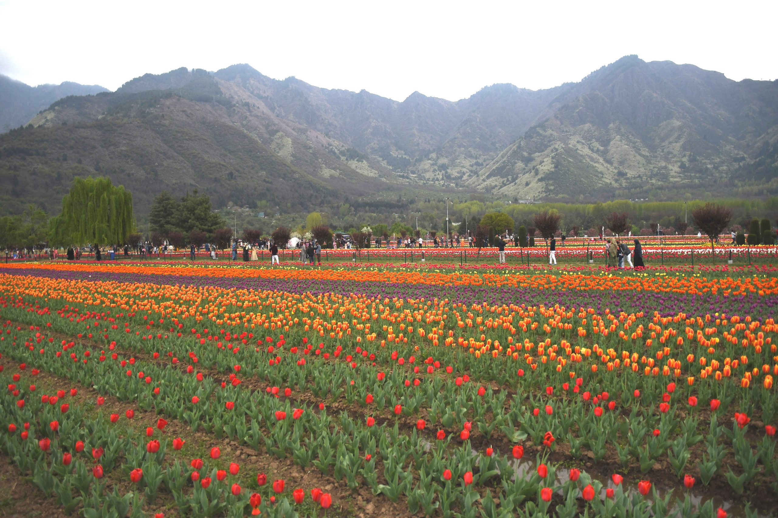 Tulip garden to close for tourists on Monday – The Dispatch