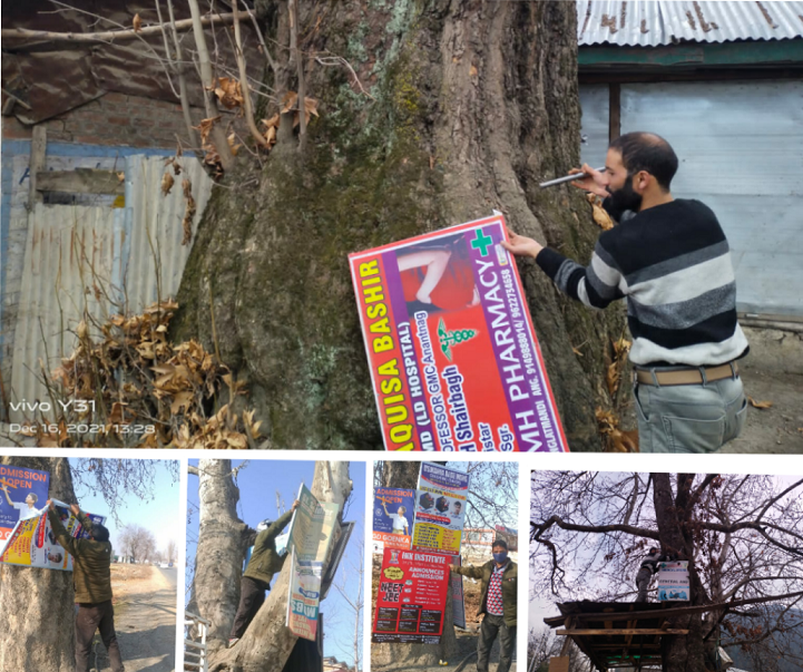 Clean Anantnag campaign: Hoardings, Posters removed from Chinars – The ...
