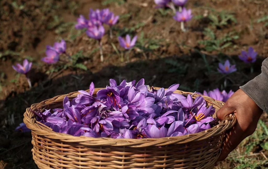 Indoor saffron cultivation now a reality in Kashmir; result has been ...