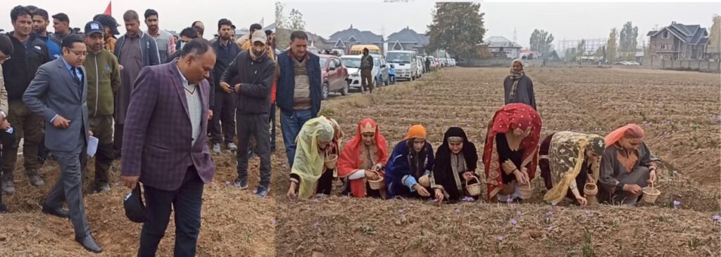 Aim of holding Saffron festival at Pampore was to celebrate the ...