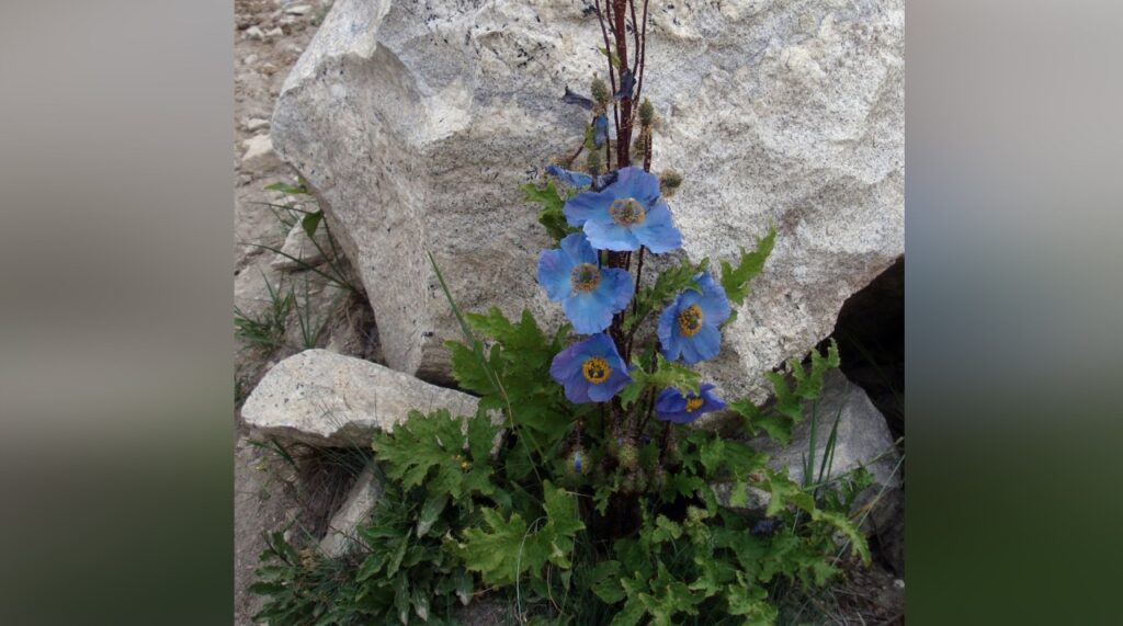 Ladakh proposes ‘Shukpa’ as State tree, ‘Tsersnon’ State flower – The ...