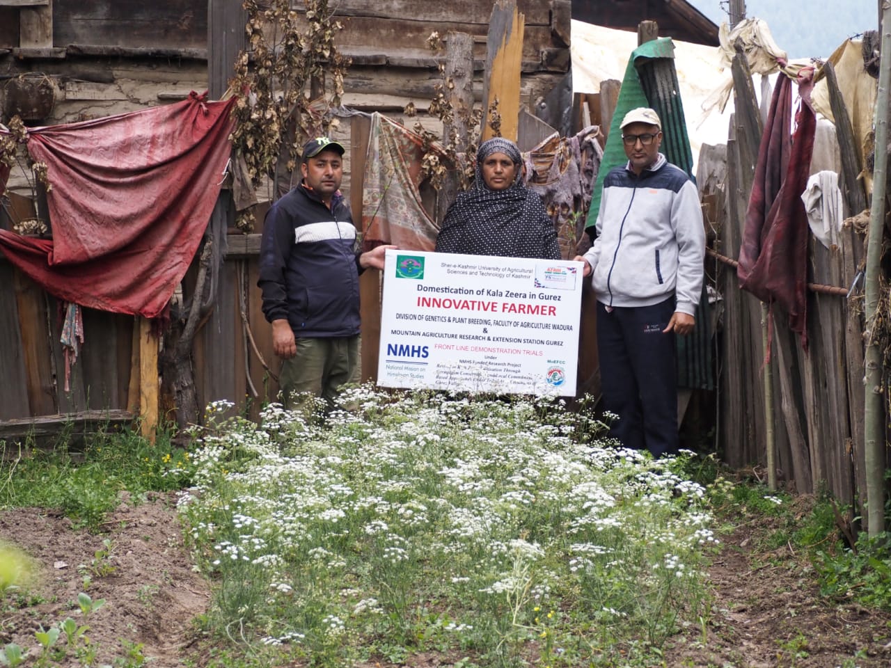 Khadija grows Kala Zeera to revive heritage crop in Gurez – The Dispatch