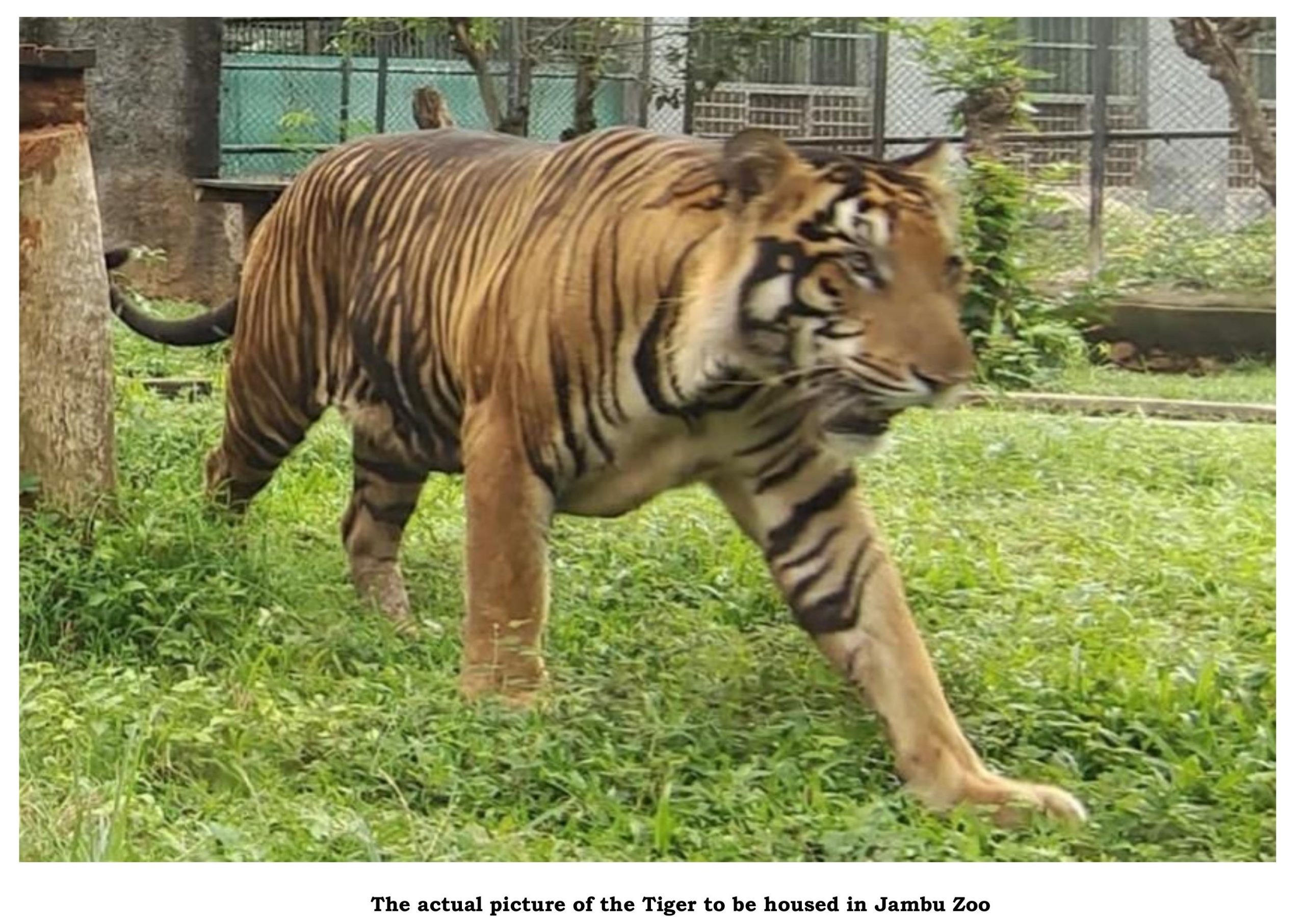 Royal Bengal Tiger pair to roar in Jambu Zoo – The Dispatch